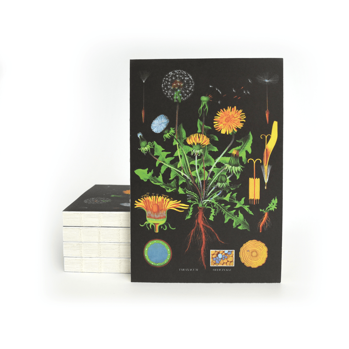 Vintage Botanical Dandelion Exposed Coptic Binding Notebook – Harmony